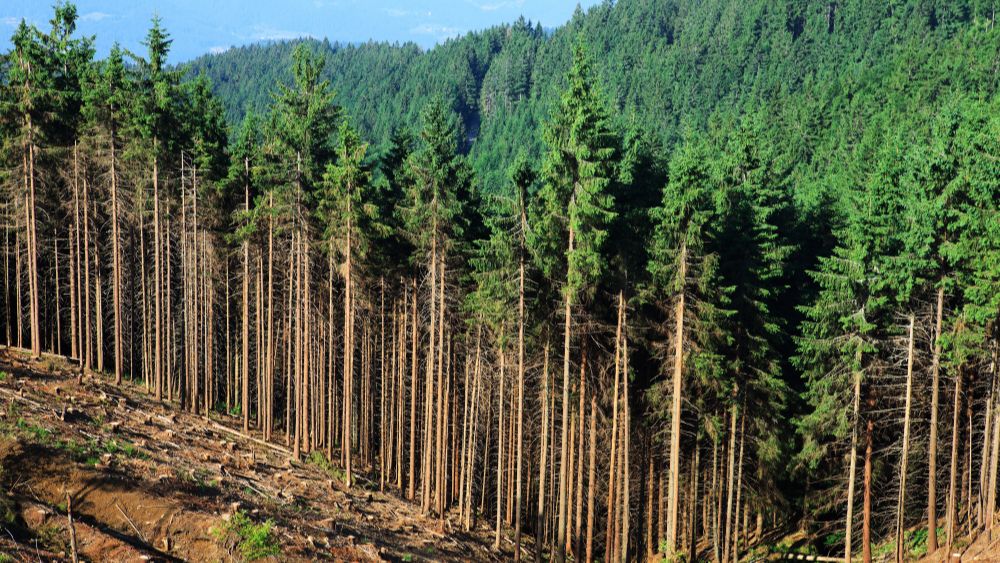 The EU extends the application of the EUDR Regulation until December ...